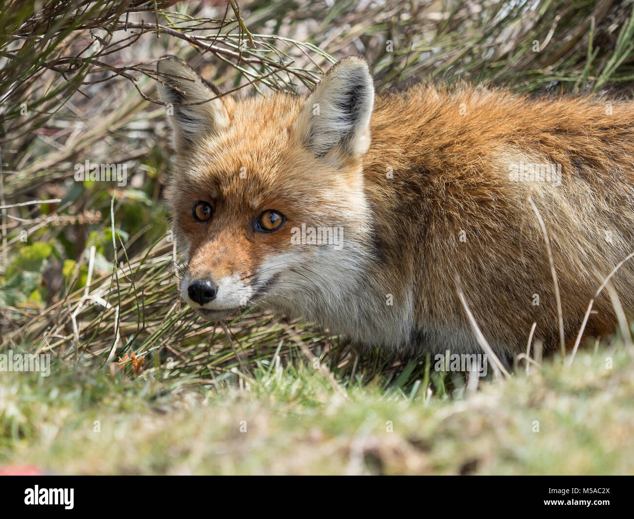 Cute red fox (Vulpes vulpes) hidden and crouched down Stock Photo - Alamy