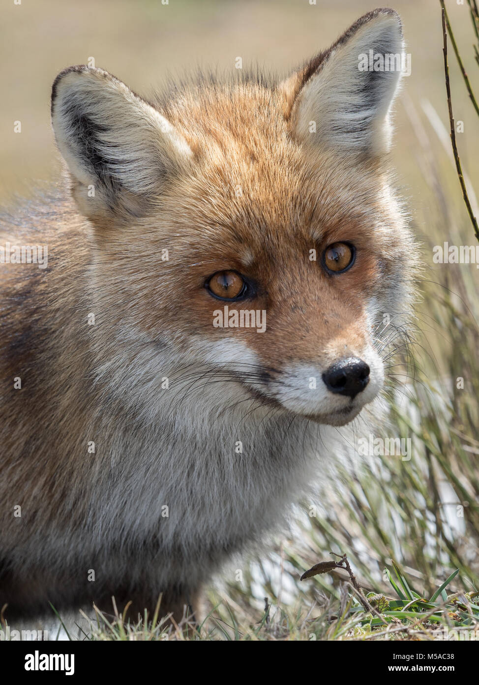 Tricky red fox vulpes hi-res stock photography and images - Alamy