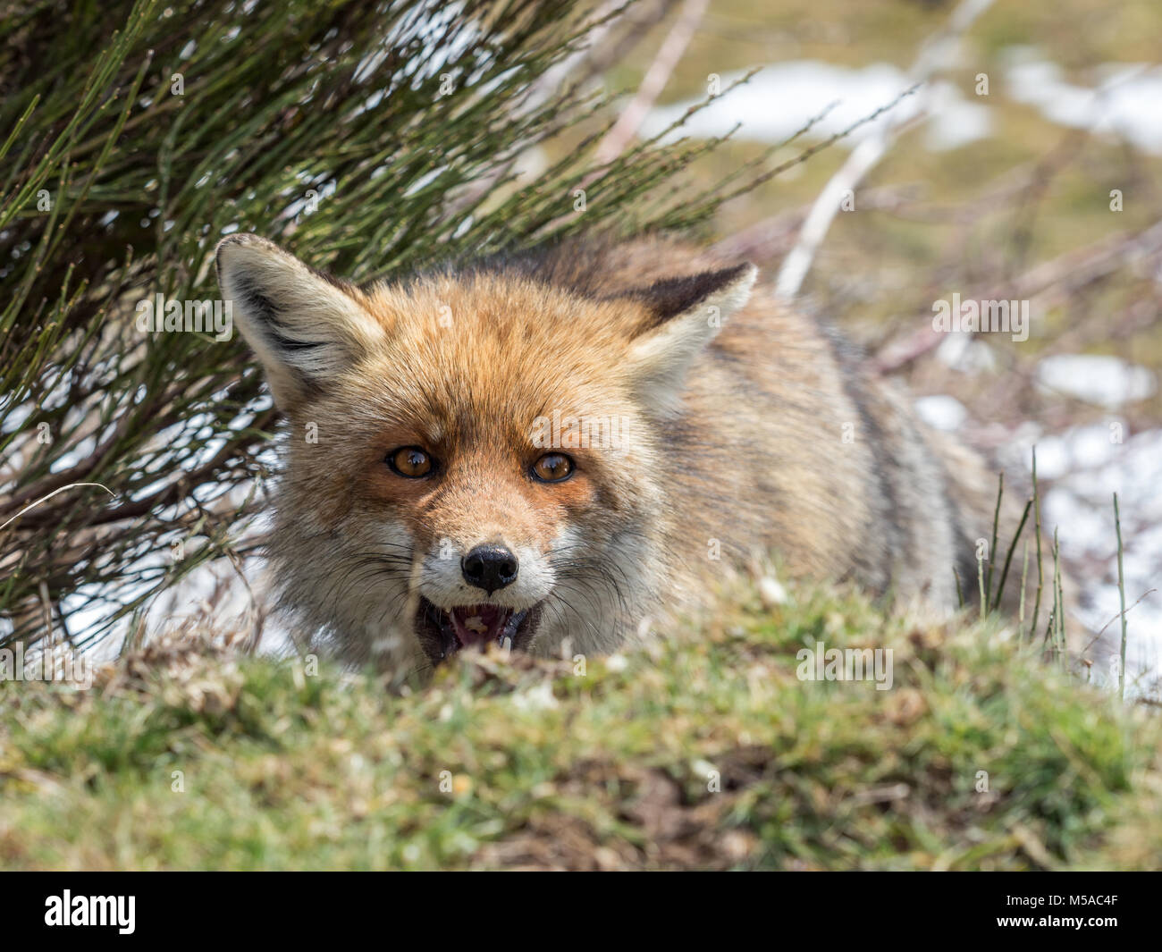 Cute and playful red fox (Vulpes vulpes) hidden and crouched down ...