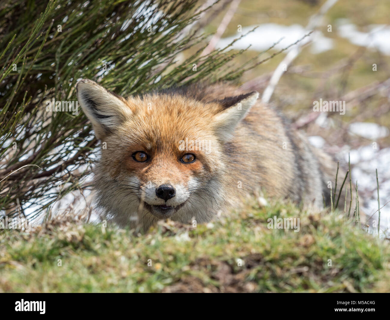 Cute and playful red fox (Vulpes vulpes) hidden and crouched down ...