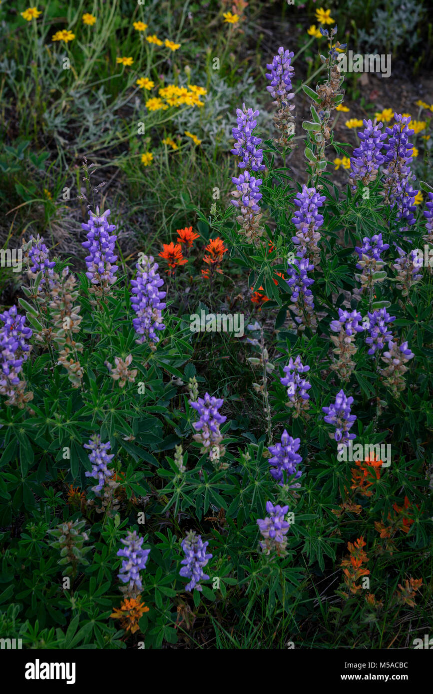 USA, Pacific Northwest, Oregon, Willamette National Forest, Wildflowers ...
