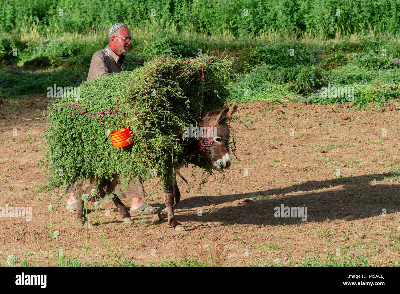 Loaded mule hi-res stock photography and images - Alamy