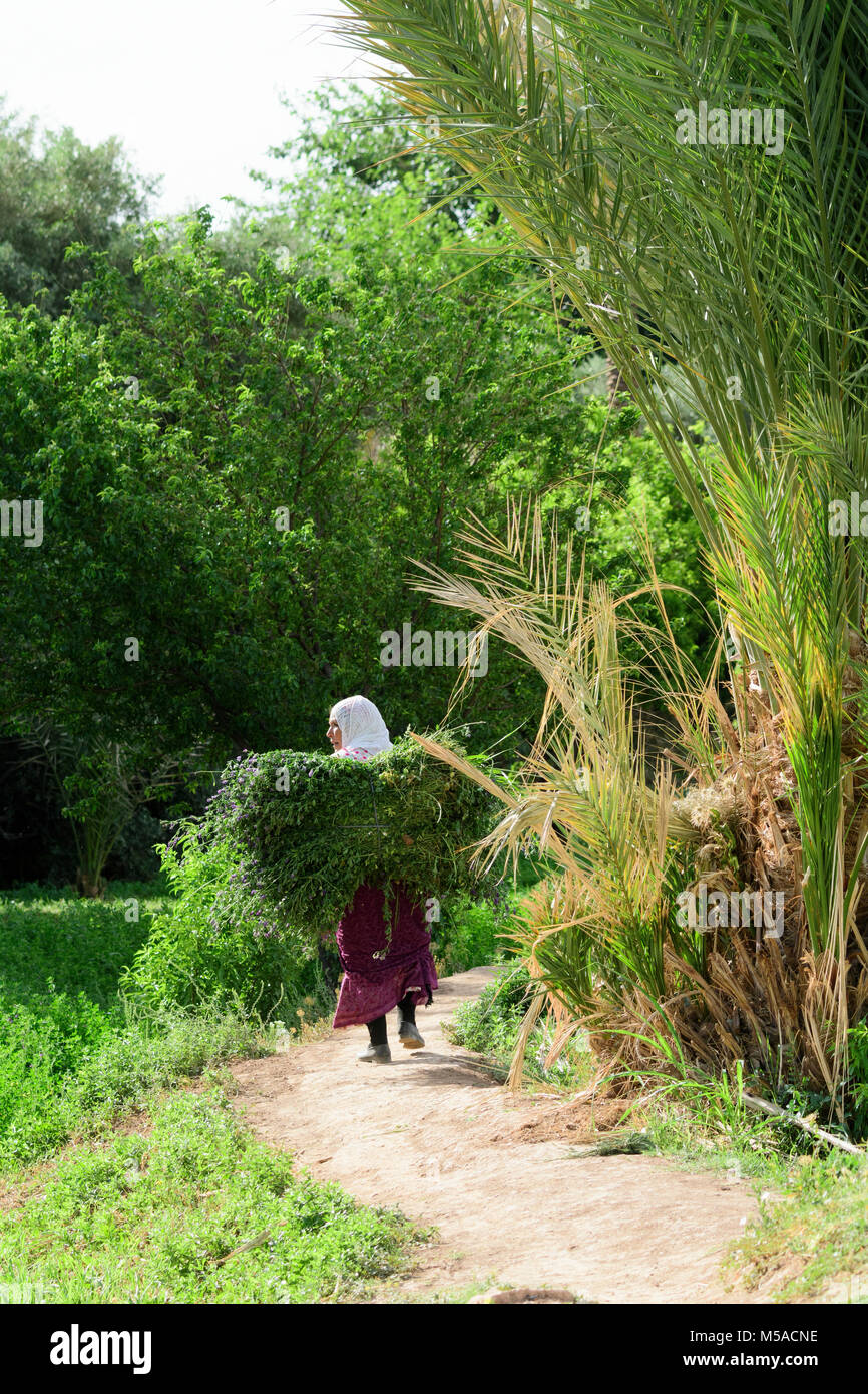 Moroccan farming hi-res stock photography and images - Alamy