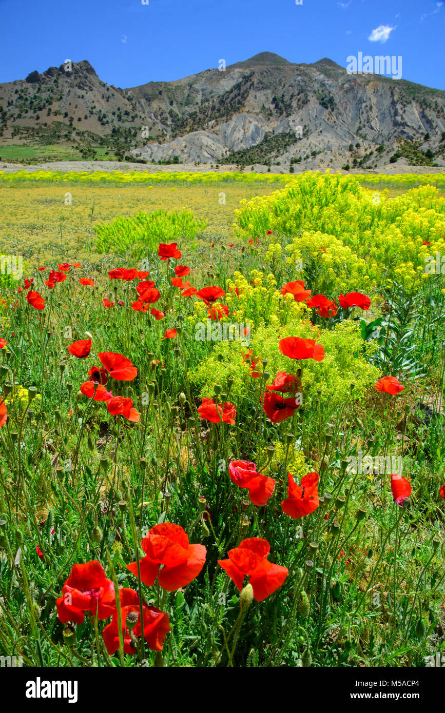 Morocco, Moroccan, Poppy field in the Atlas mountains, North Africa ...