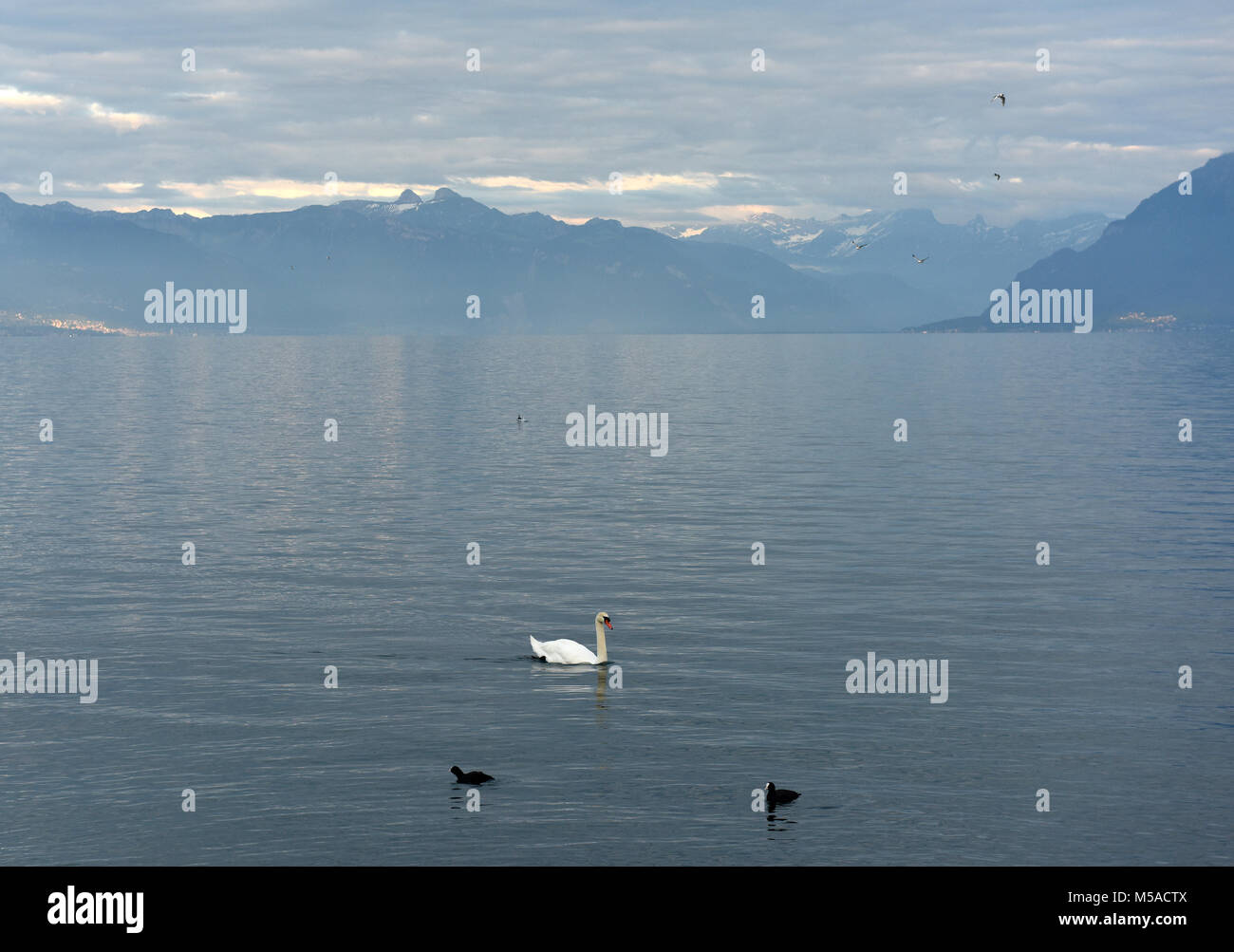 Swan and ducks on Lake Geneva in Lausanne, Switzerland Stock Photo - Alamy