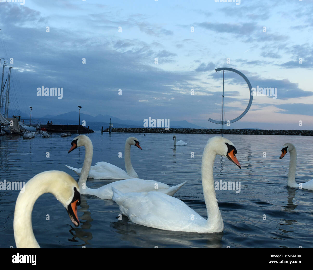 Swans on Geneva Lake in Lausanne, Switzerland Stock Photo - Alamy