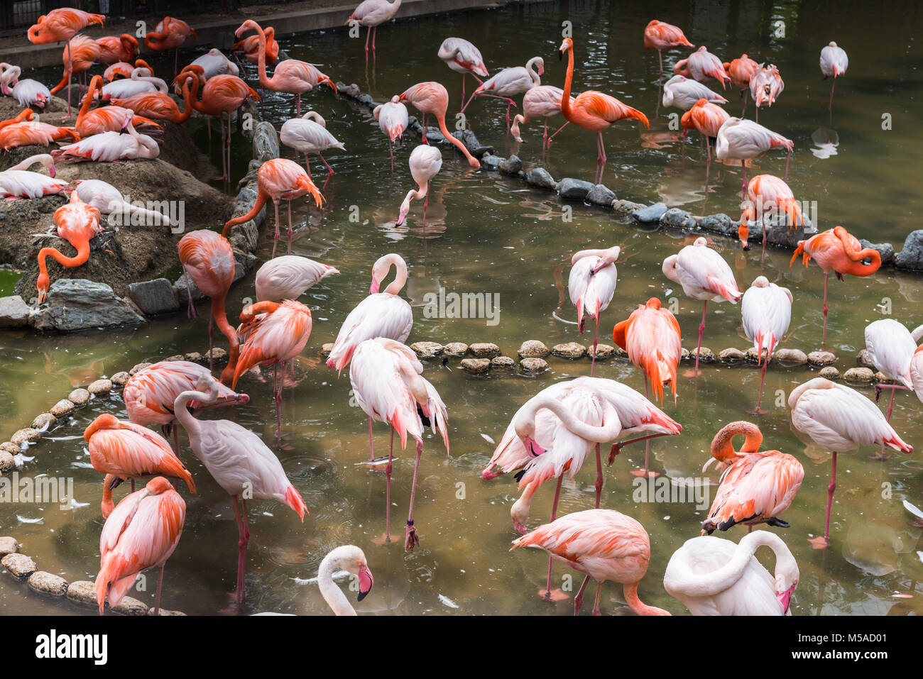 Kobe oji zoo hi-res stock photography and images - Alamy