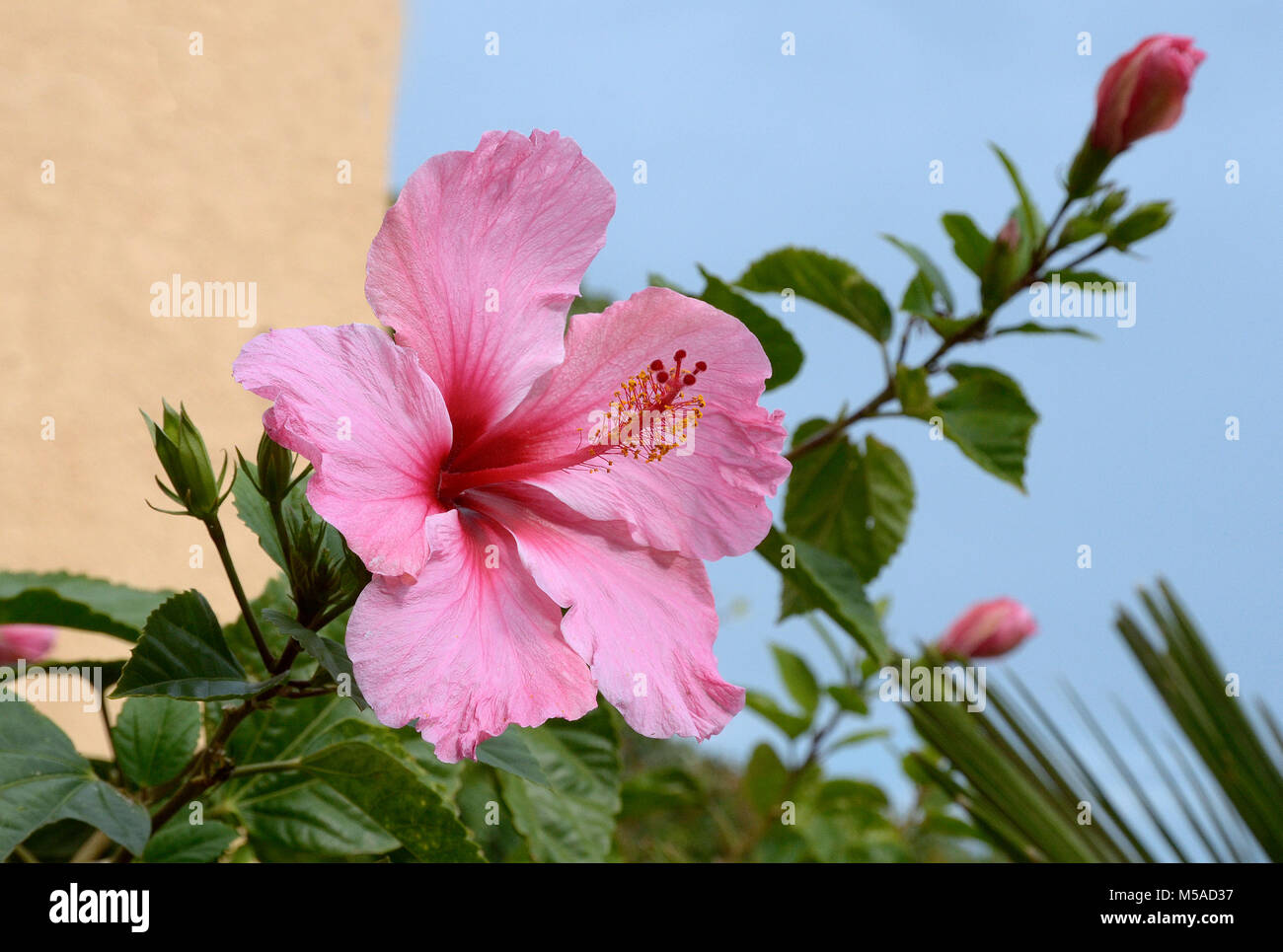 Sardinia italy hibiscus flower hi-res stock photography and images - Alamy