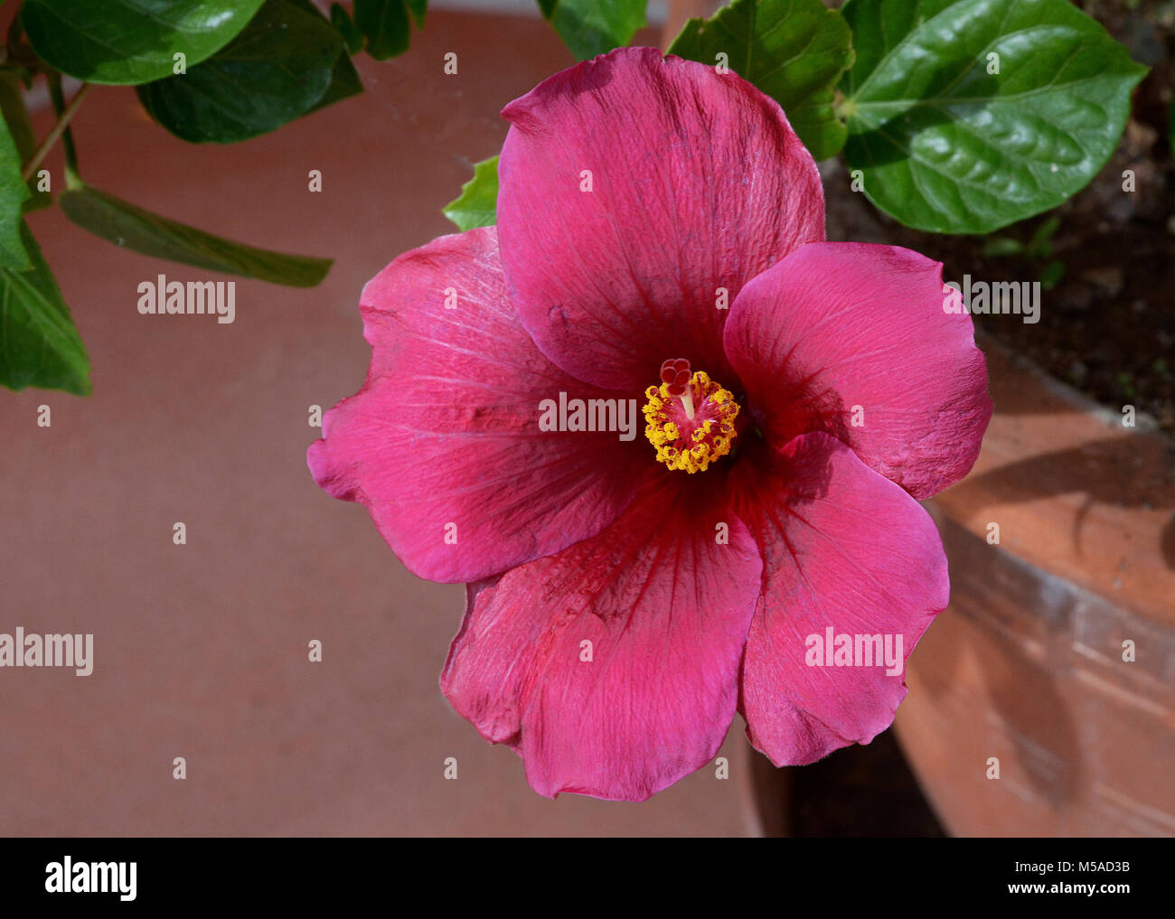 Sardinia italy hibiscus flower hi-res stock photography and images - Alamy