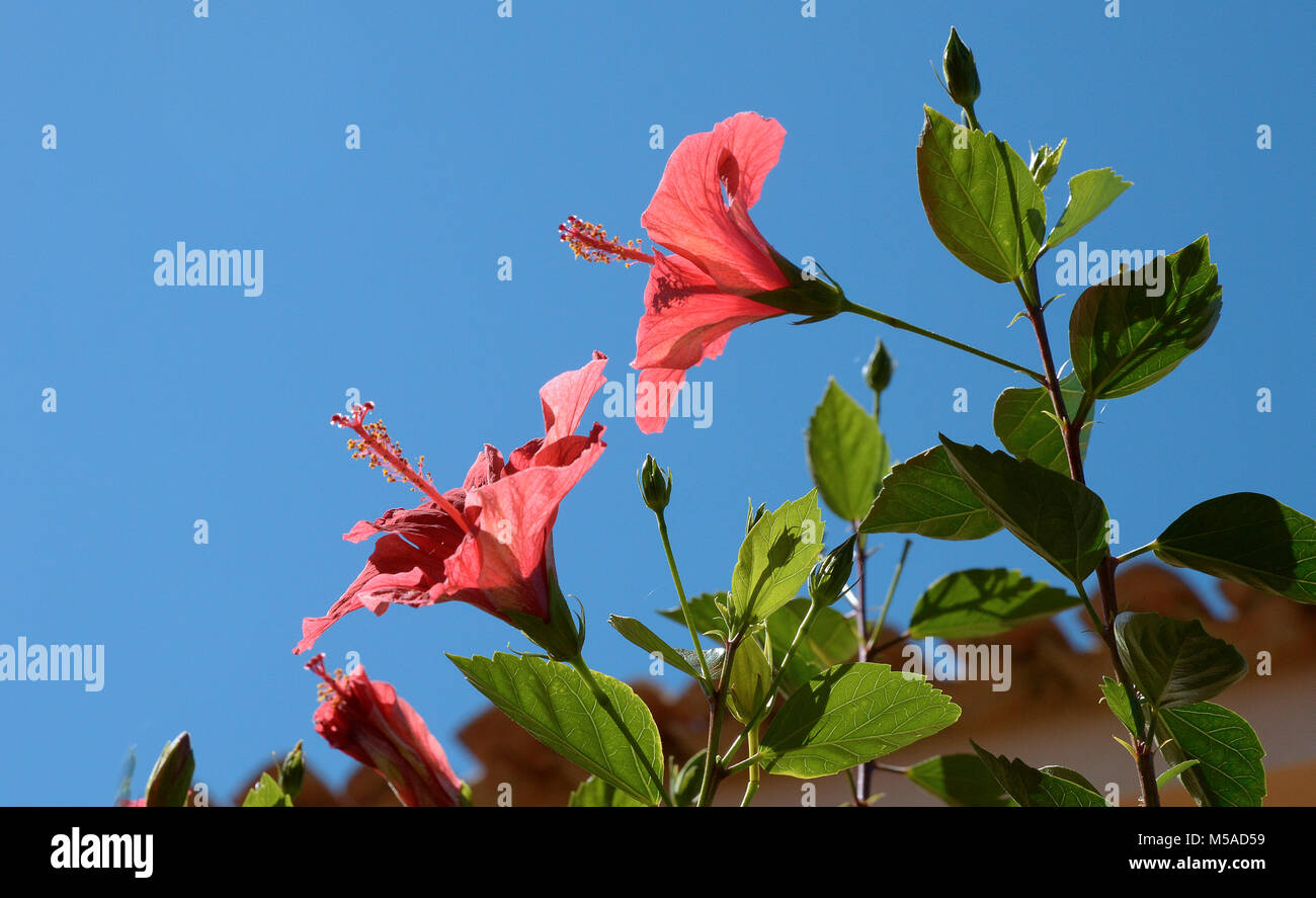 Sardinia italy hibiscus flower hi-res stock photography and images - Alamy