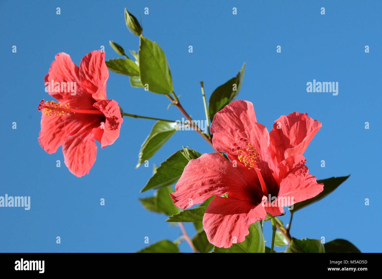 Sardinia italy hibiscus flower hi-res stock photography and images - Alamy