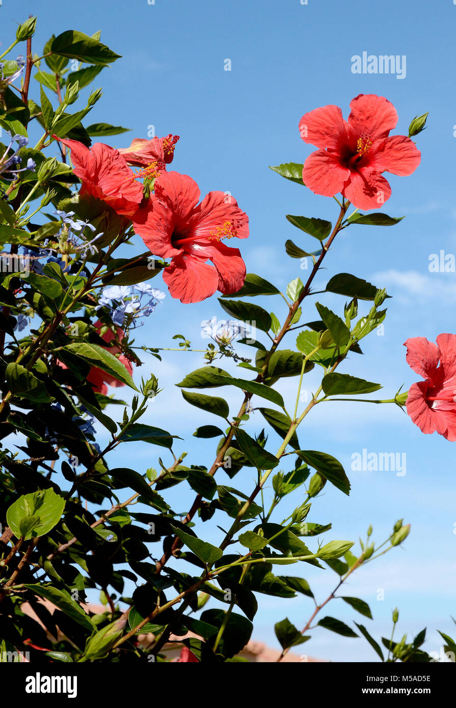 Sardinia italy hibiscus flower hi-res stock photography and images - Alamy