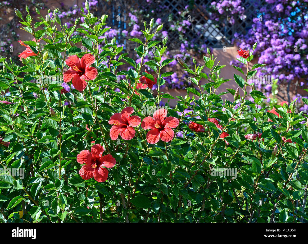 Sardinia italy hibiscus flower hi-res stock photography and images - Alamy