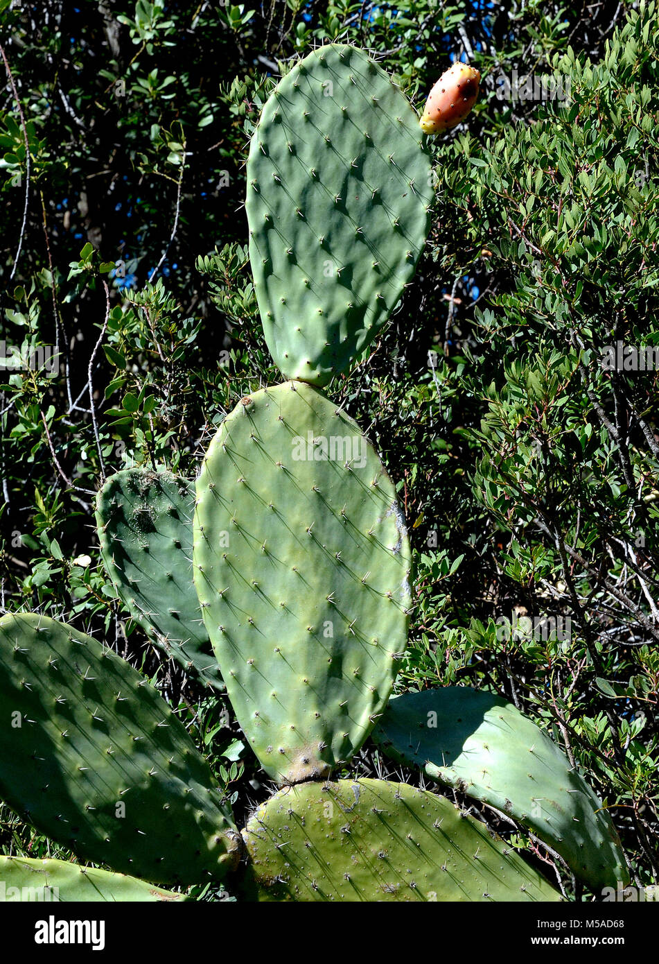 Sardinia, Italy: flower of prickly pear Stock Photo - Alamy