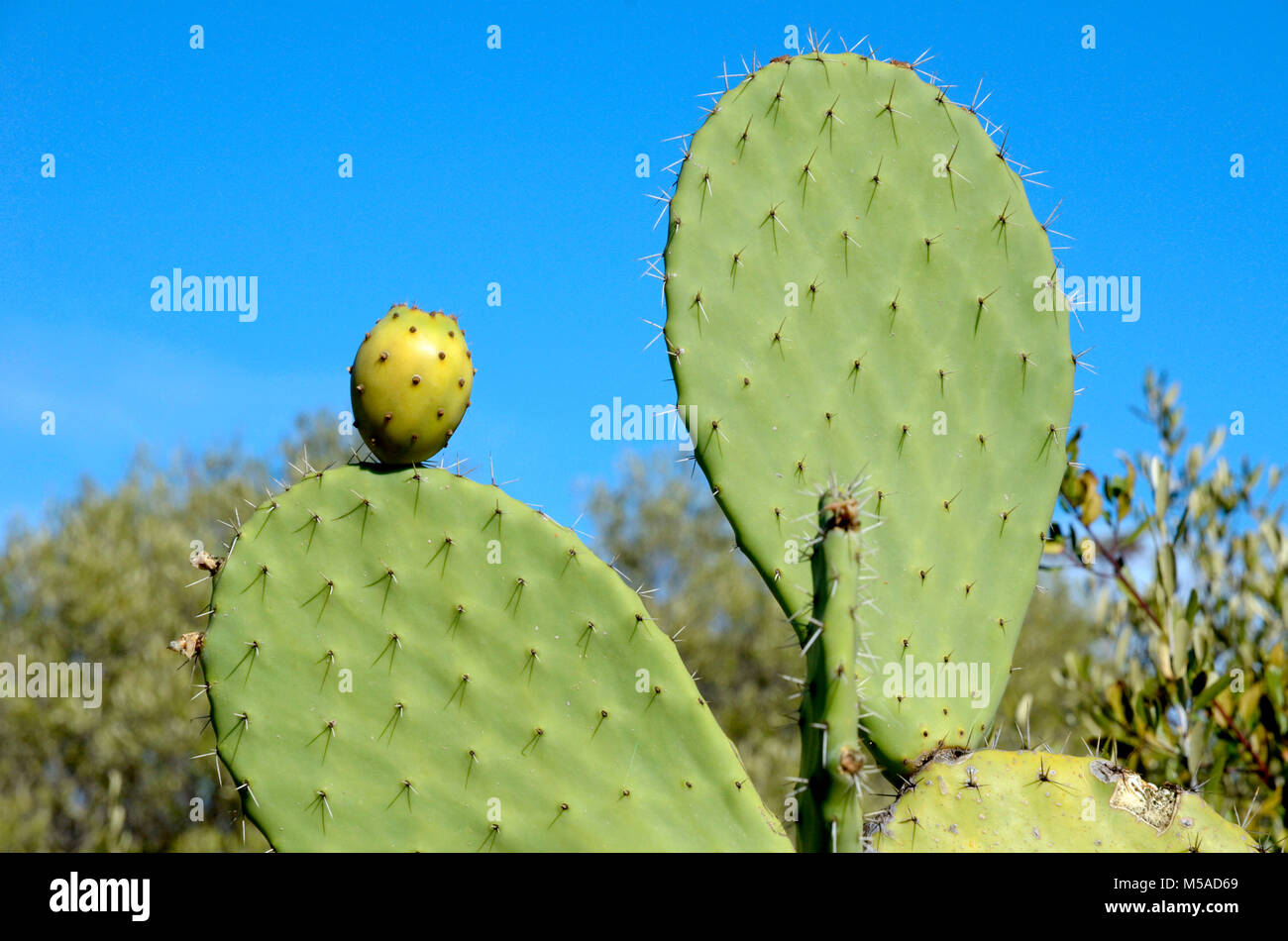 Sardinia, Italy: flower of prickly pear Stock Photo - Alamy