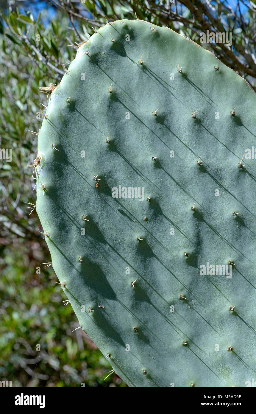 Sardinia, Italy: flower of prickly pear Stock Photo - Alamy