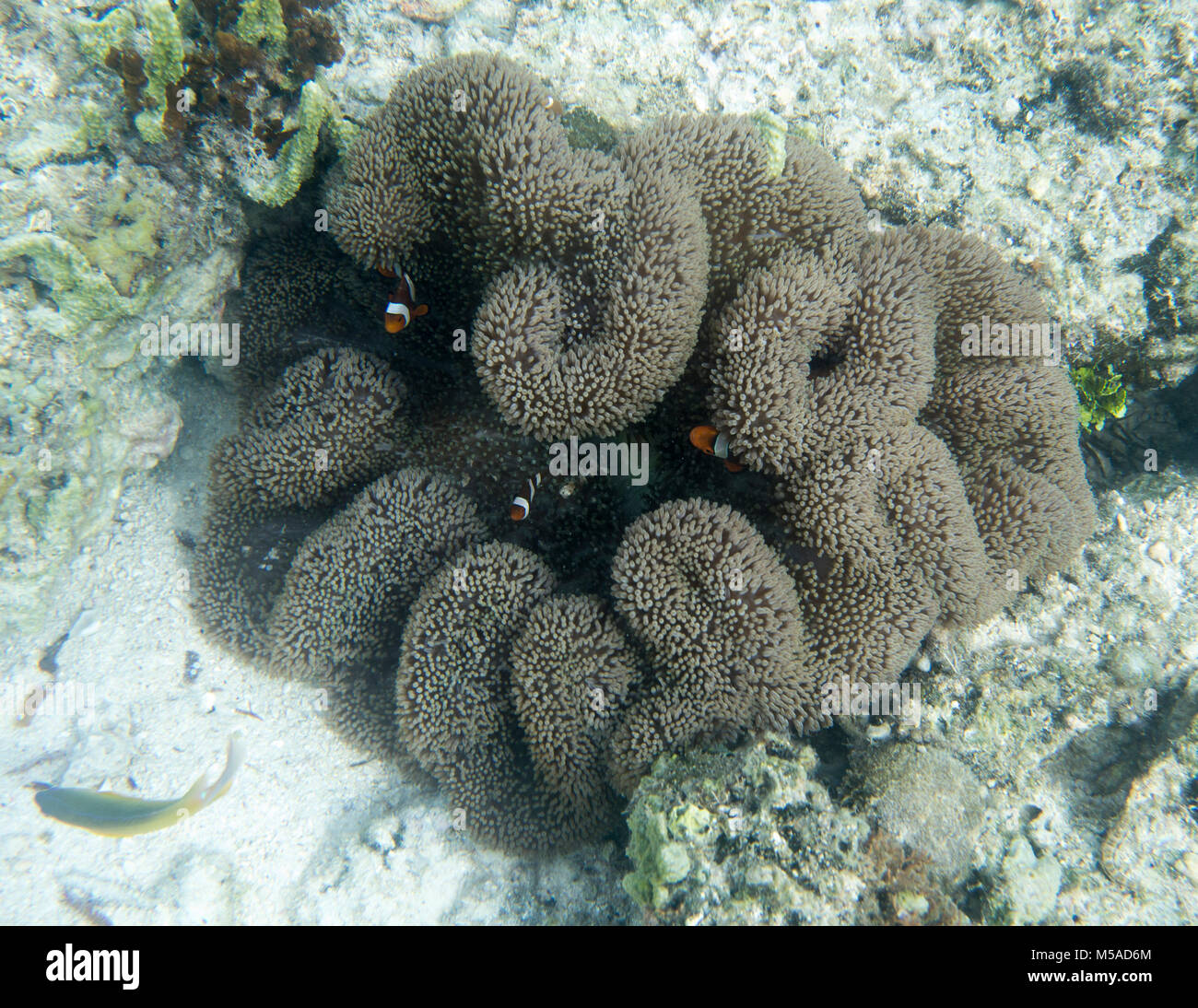 Many clownfishes in a giant anemone, Sulawesi Stock Photo - Alamy