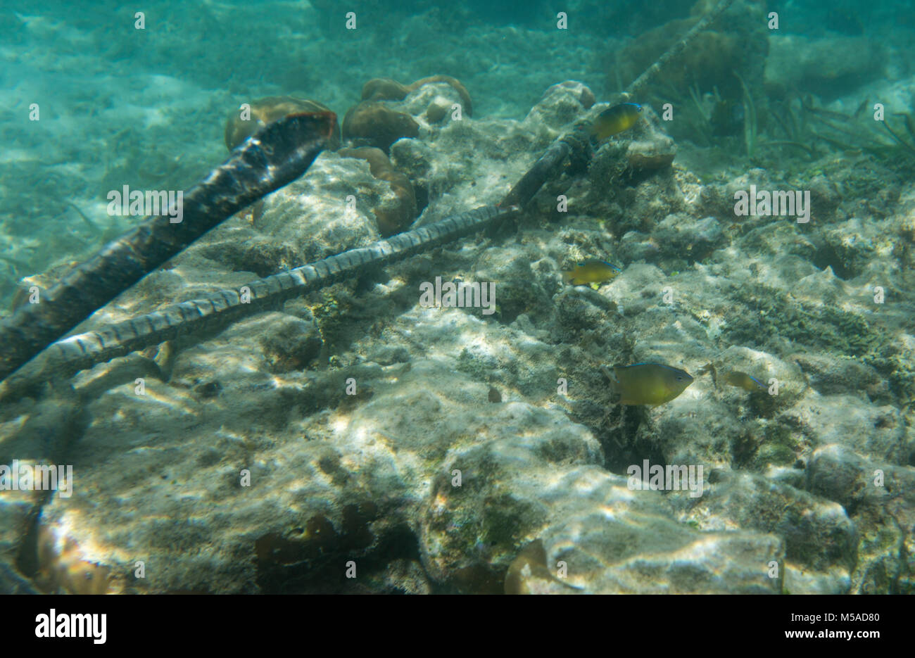 Anchor among fish and corals in the sea of Sulawesi Stock Photo - Alamy