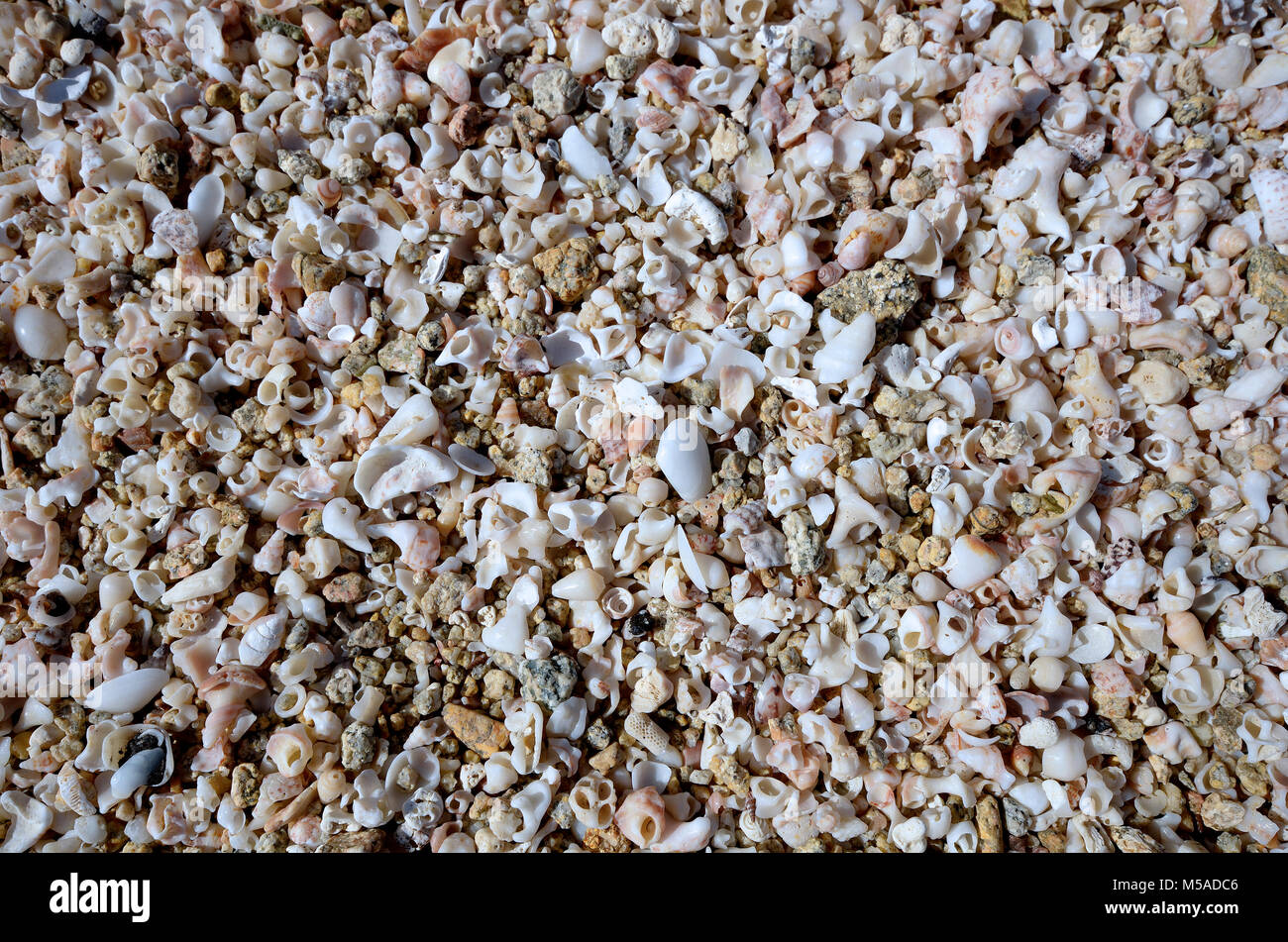 Beach made of shells hi-res stock photography and images - Alamy