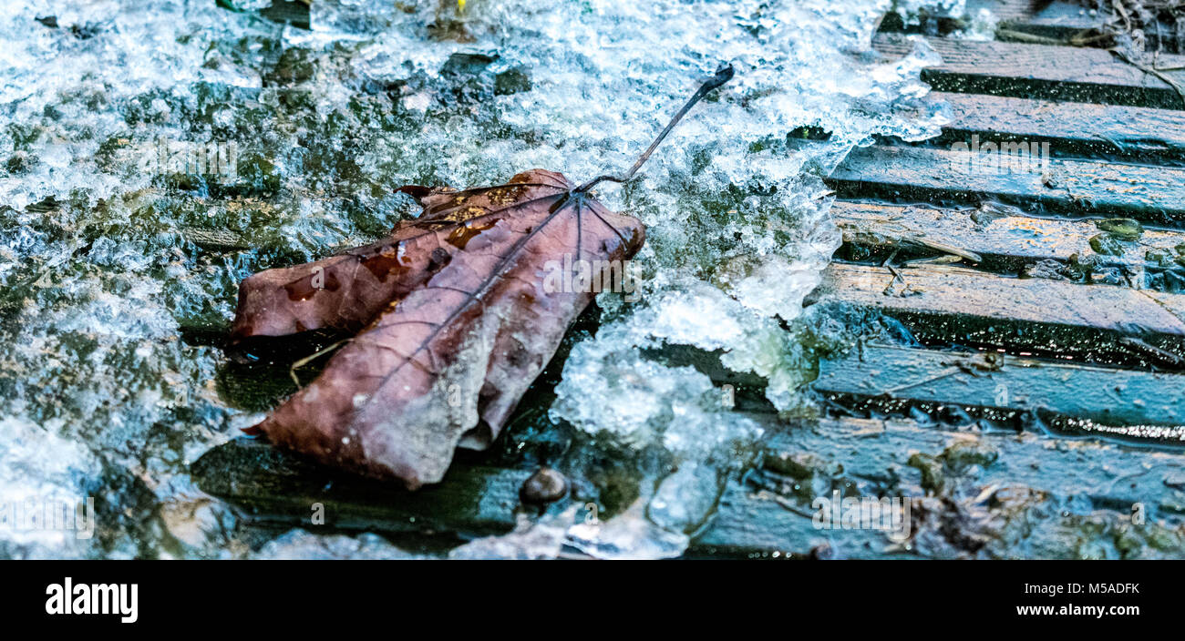 Falling leaves on the ground Stock Photo - Alamy