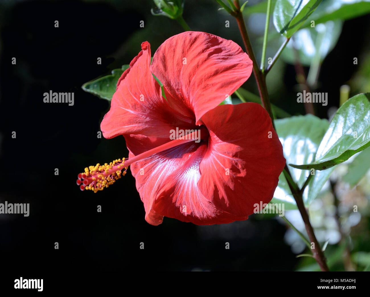 Sardinia italy hibiscus flower hi-res stock photography and images - Alamy