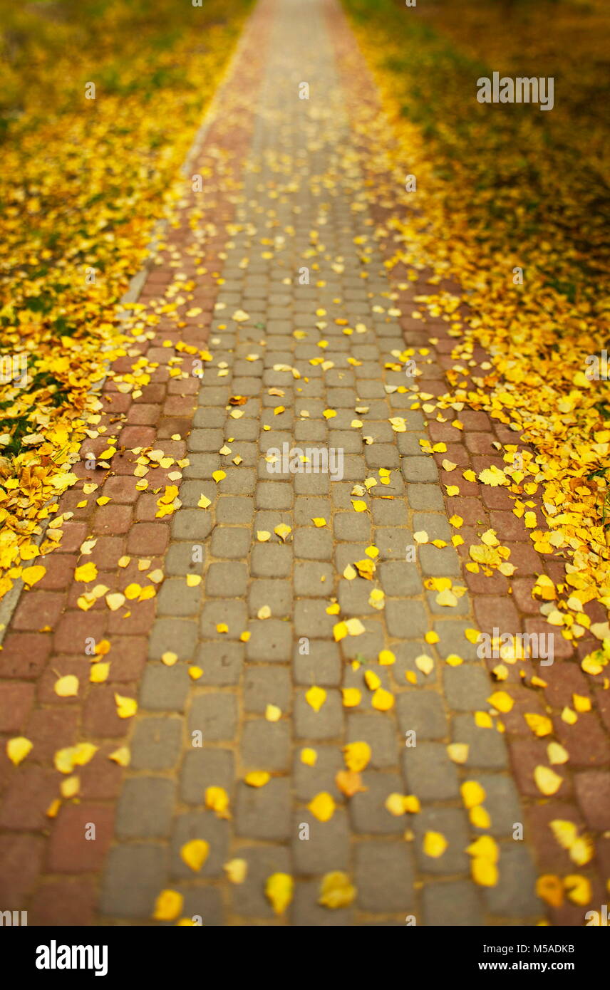 A walking path strewn with fallen leaves away into the distance Stock ...