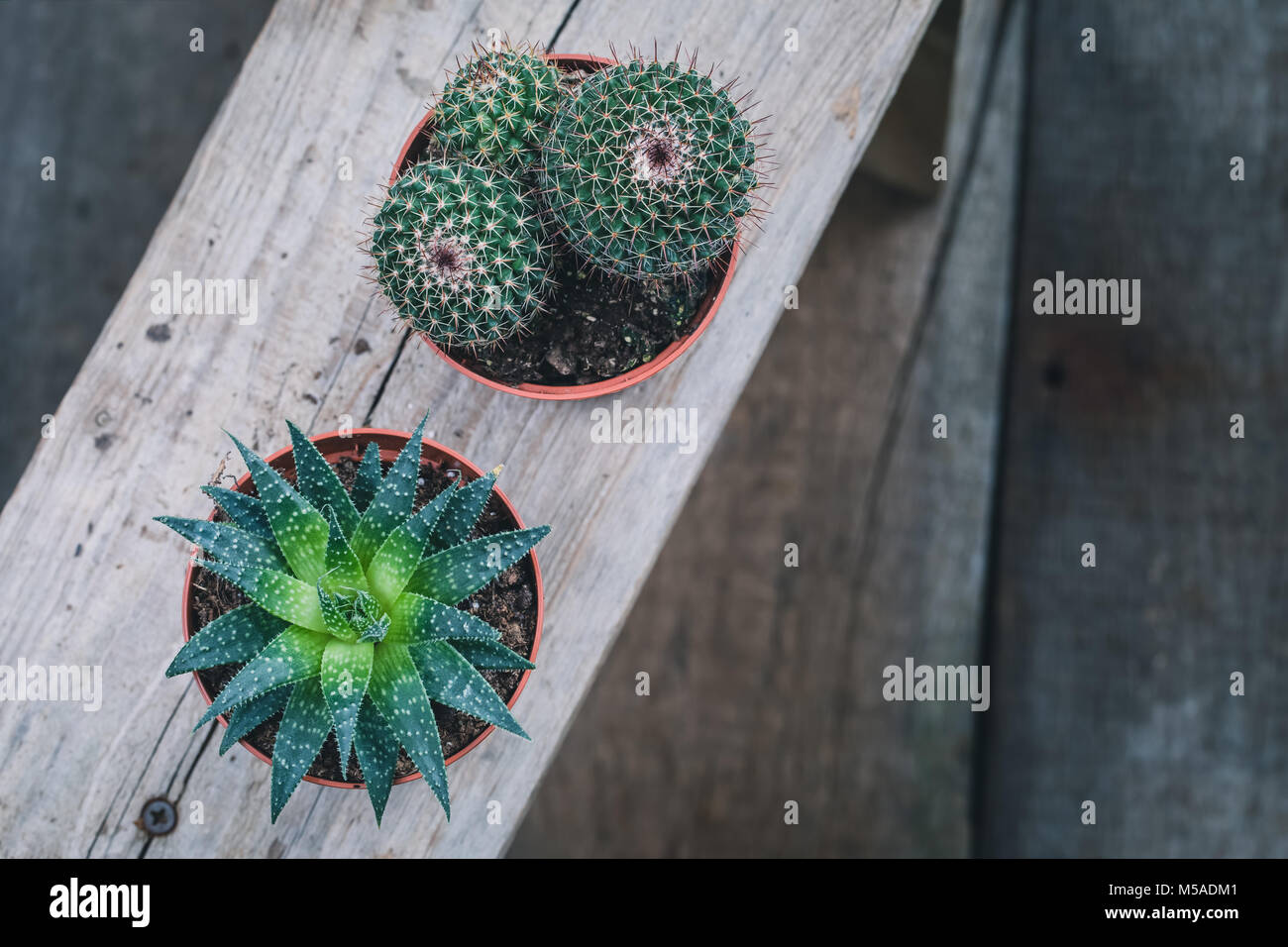 Green Cactus on rustic wooden background. Toned vintage. Flat lay Stock ...