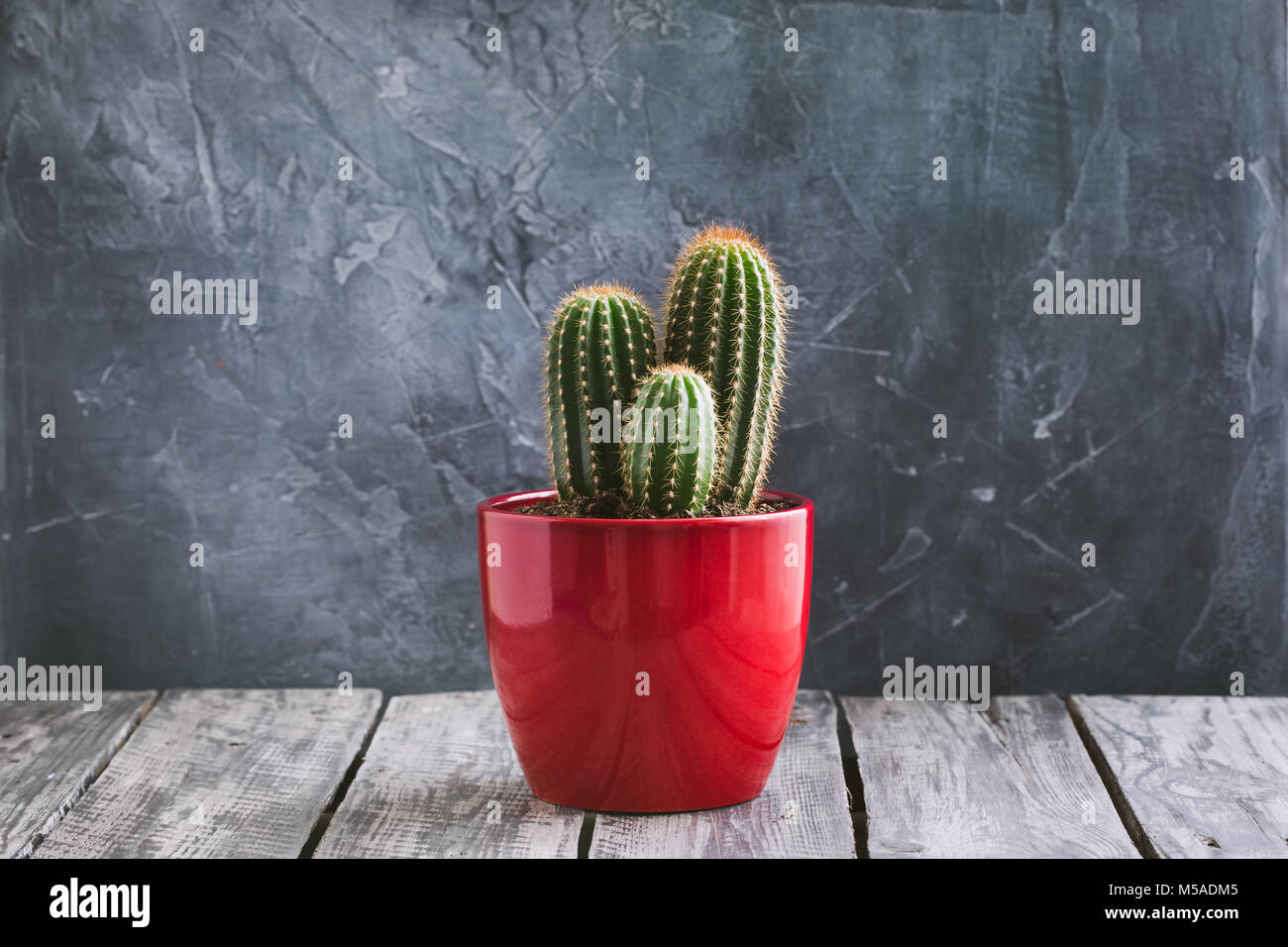 Green Cactus in the red pot on rustic wooden background. Toned vintage ...