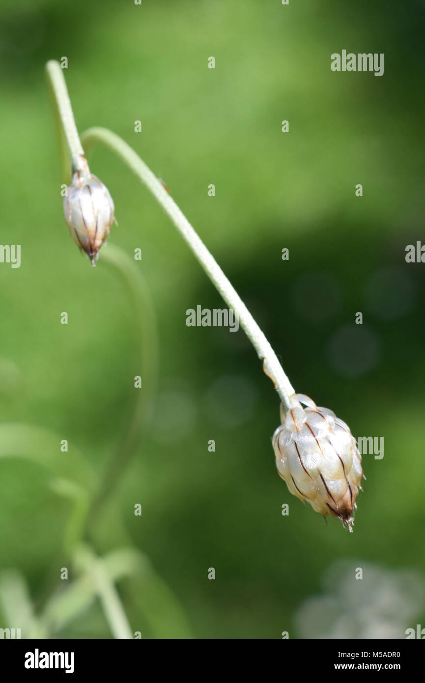 Cupids Dart,Catananche caerulea Alba bud Stock Photo - Alamy