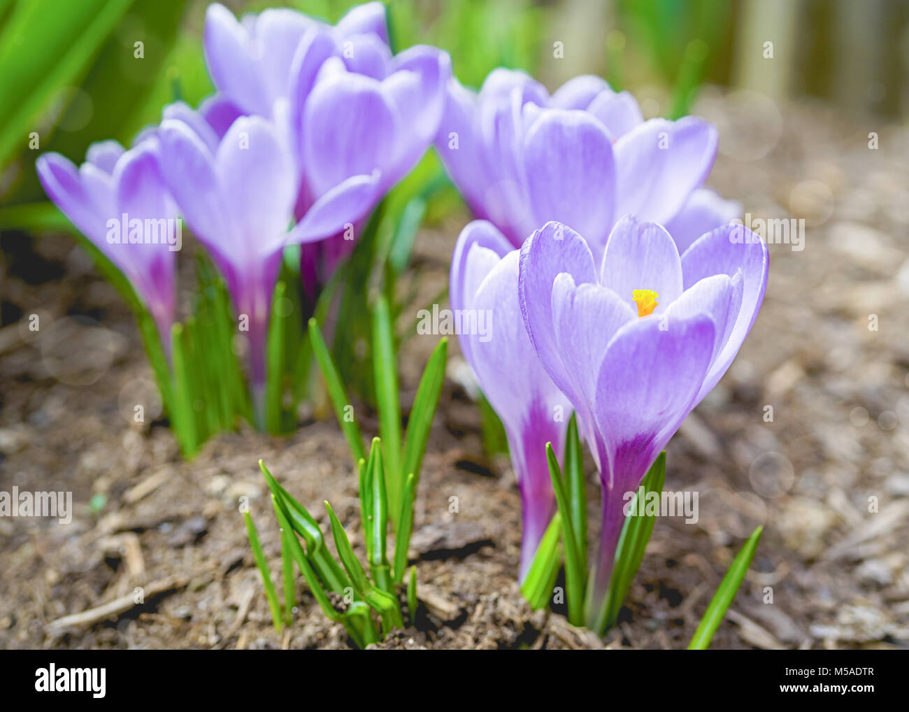 Crocus growing in the spring garden Stock Photo - Alamy