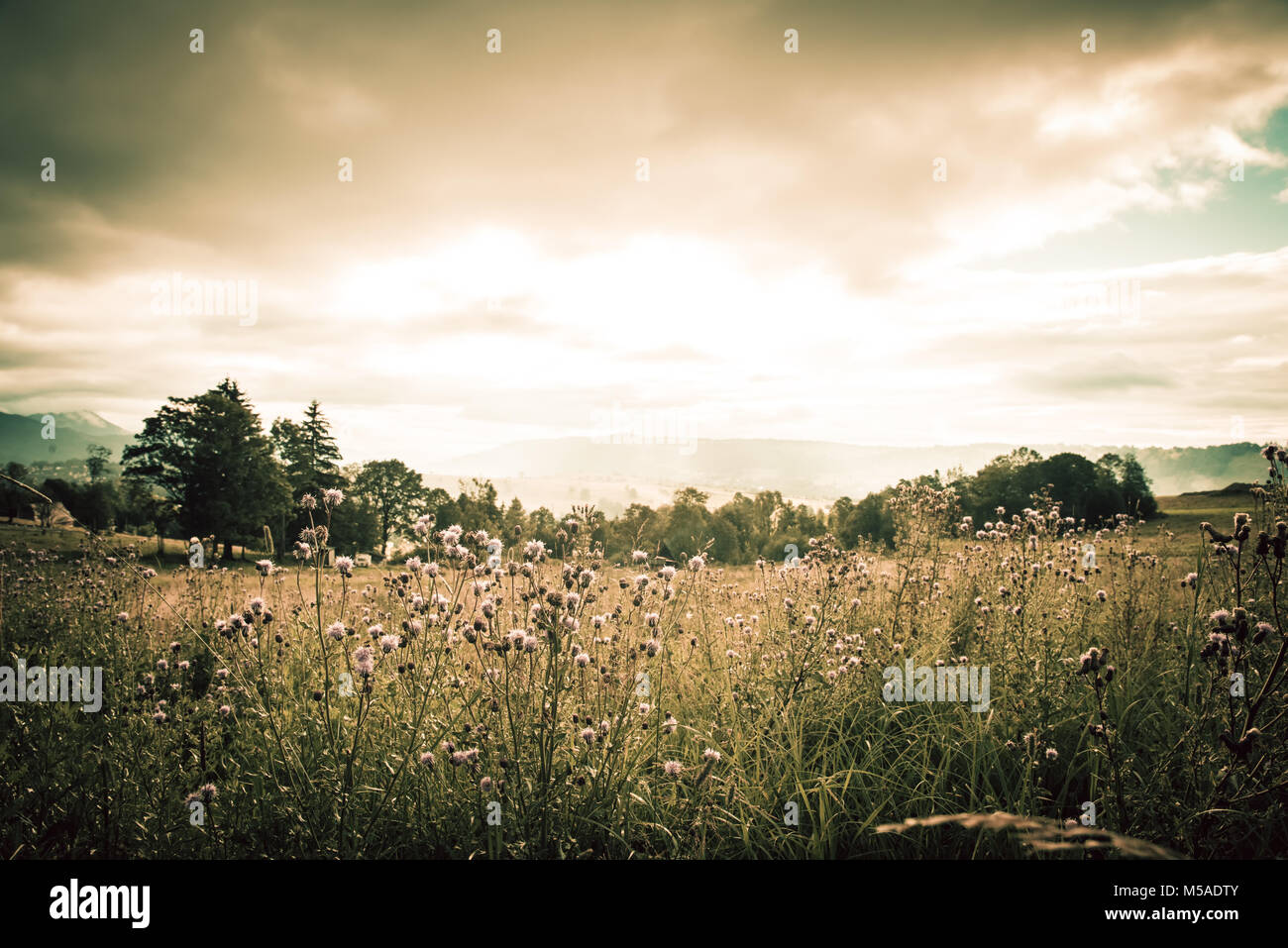 Calm concept: Country meadow sunrise background Stock Photo - Alamy