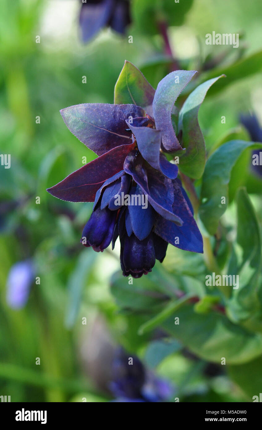 Cerinthe major purpurascens hi-res stock photography and images - Alamy