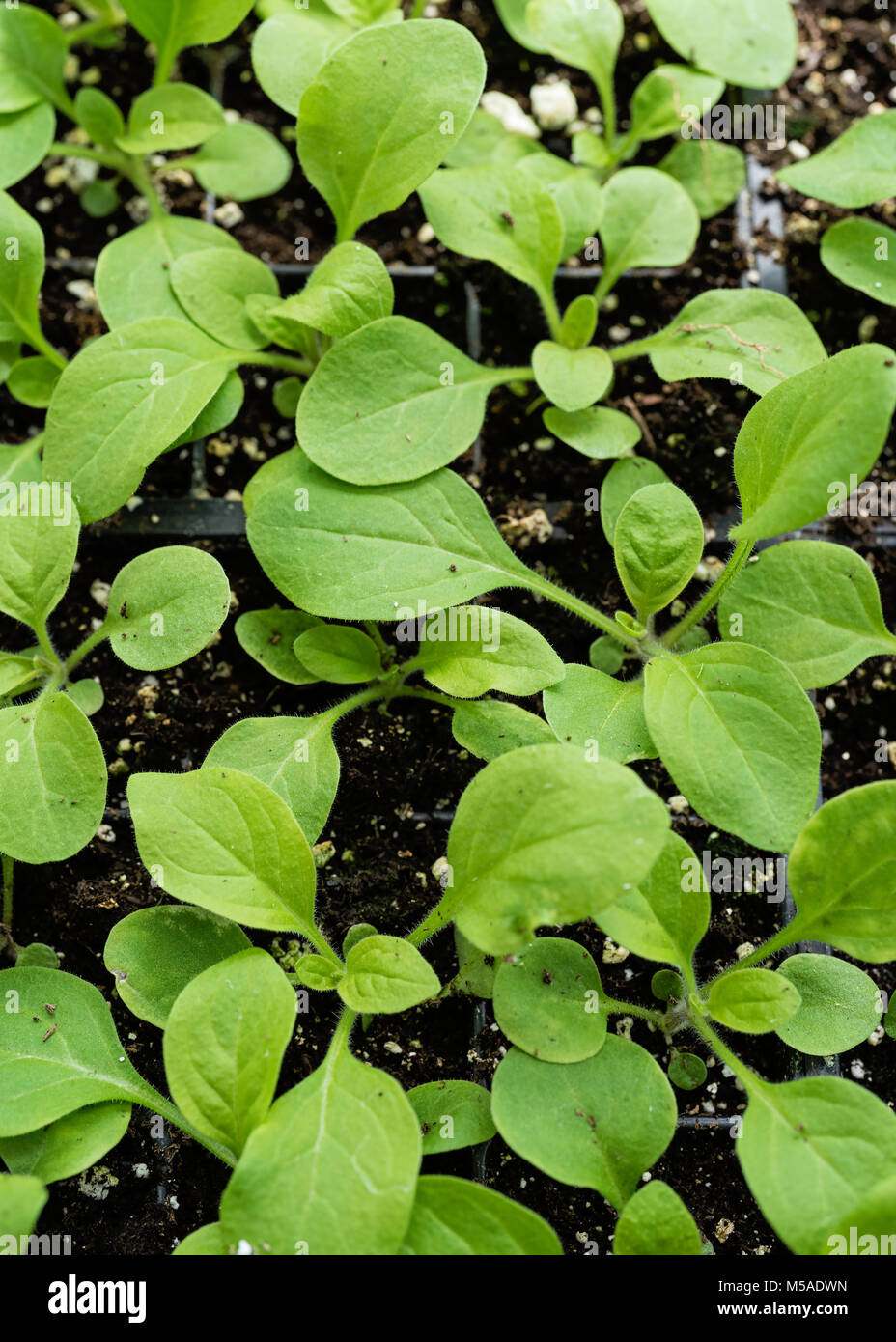 Petunia seedlings hi-res stock photography and images - Alamy