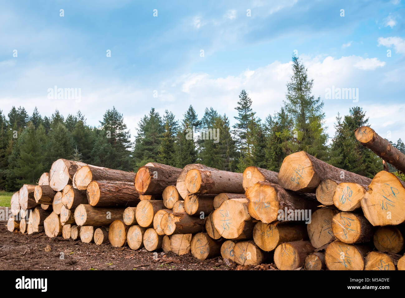 Log stacks along the forest road Stock Photo - Alamy