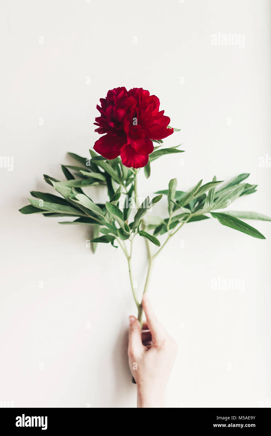 hand holding beautiful red peony on rustic white background. modern ...