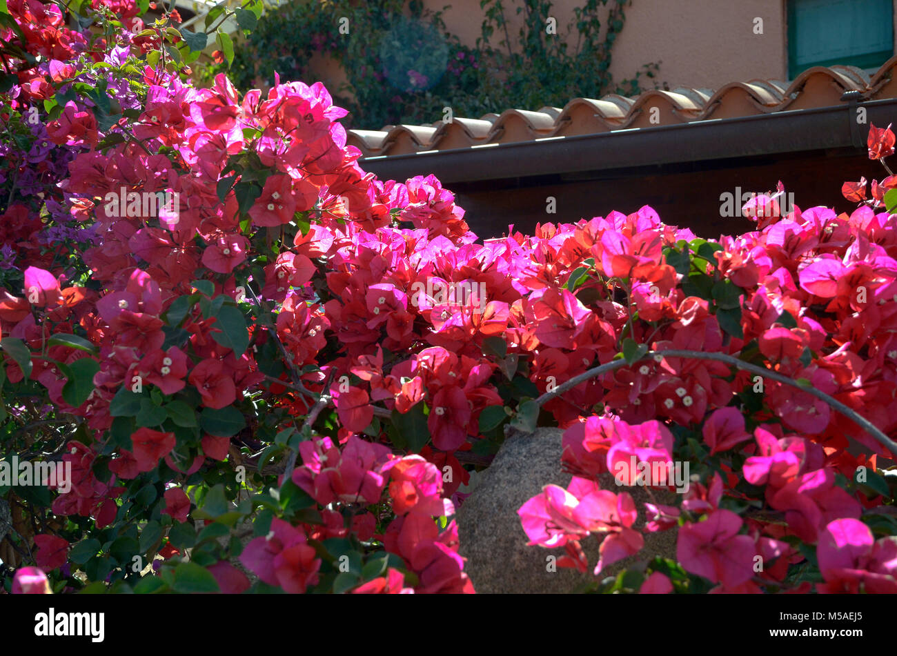 Sardinia, Italy: flowers of Bugainvillea Stock Photo - Alamy