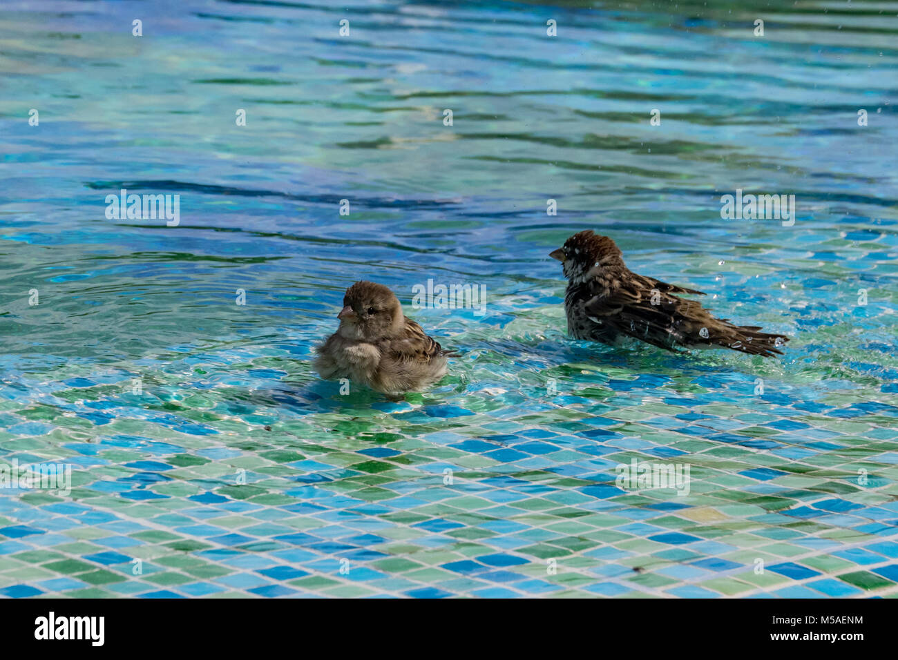 Cute young sparrow chick sitting in shallow swimming pool water bathing ...