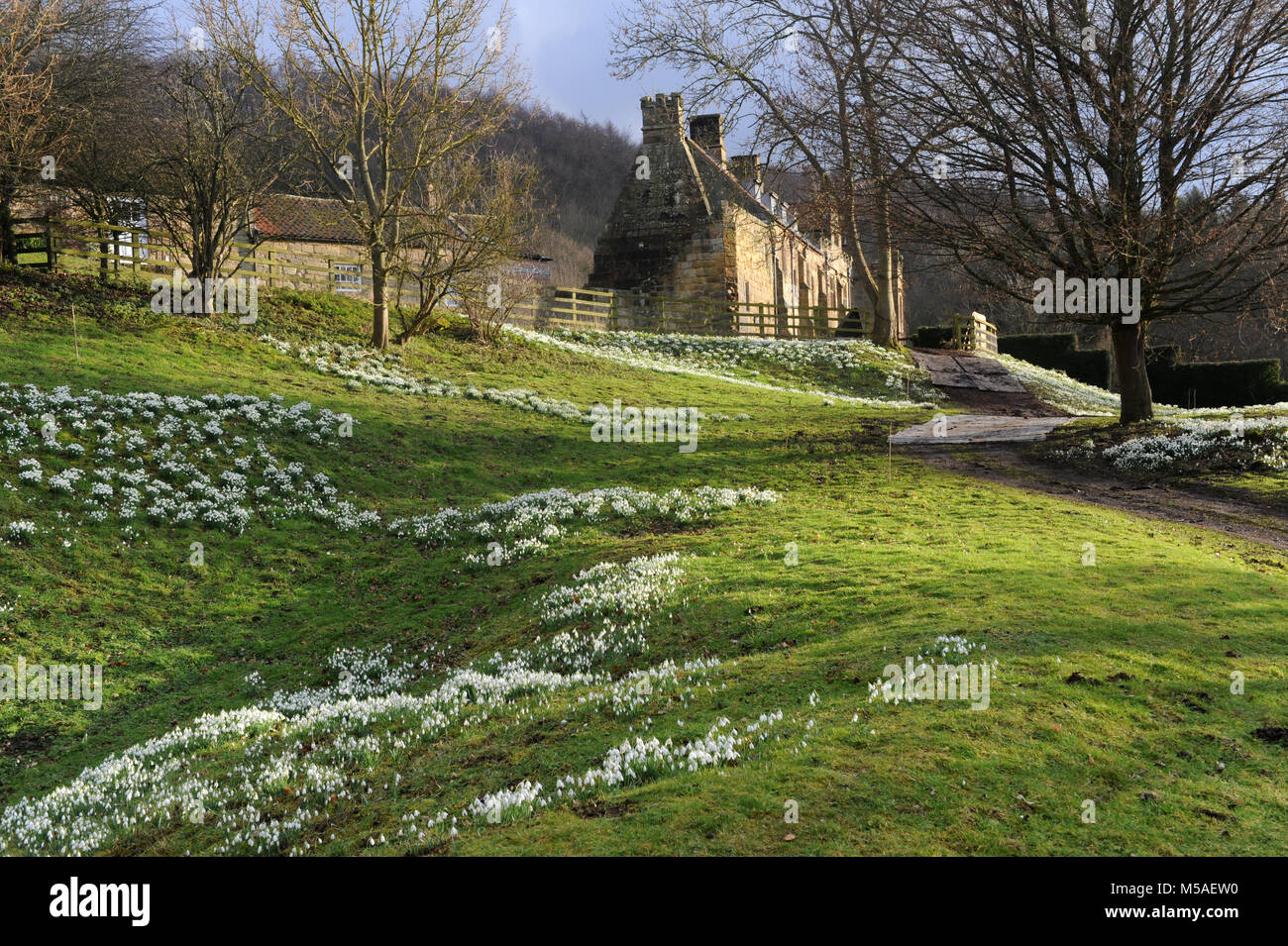 Mount Grace Priory in snowdrop season Stock Photo - Alamy