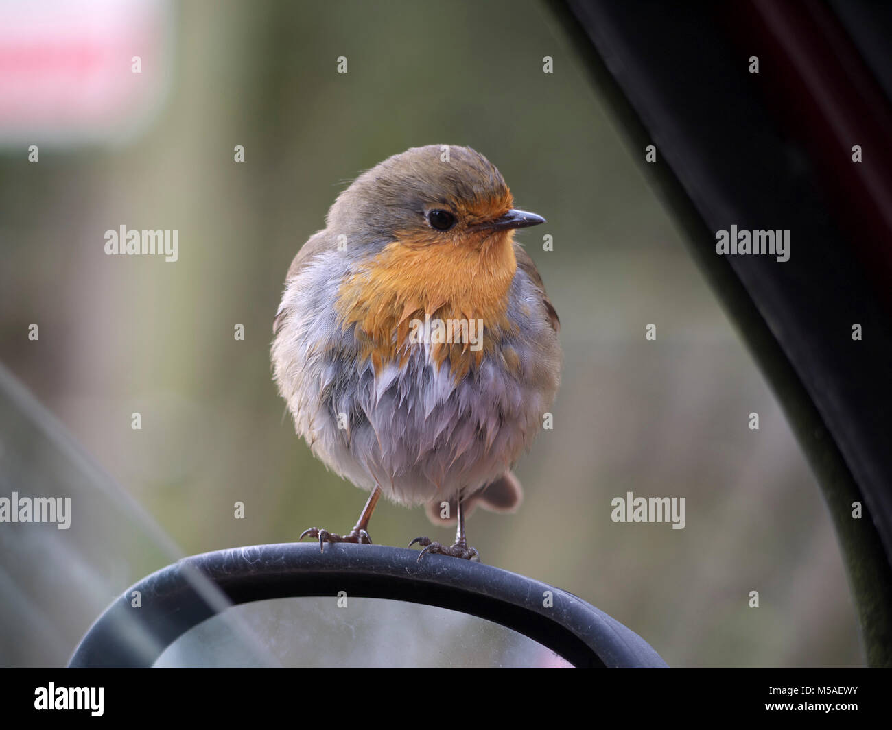 Robin redbreas hi-res stock photography and images - Alamy