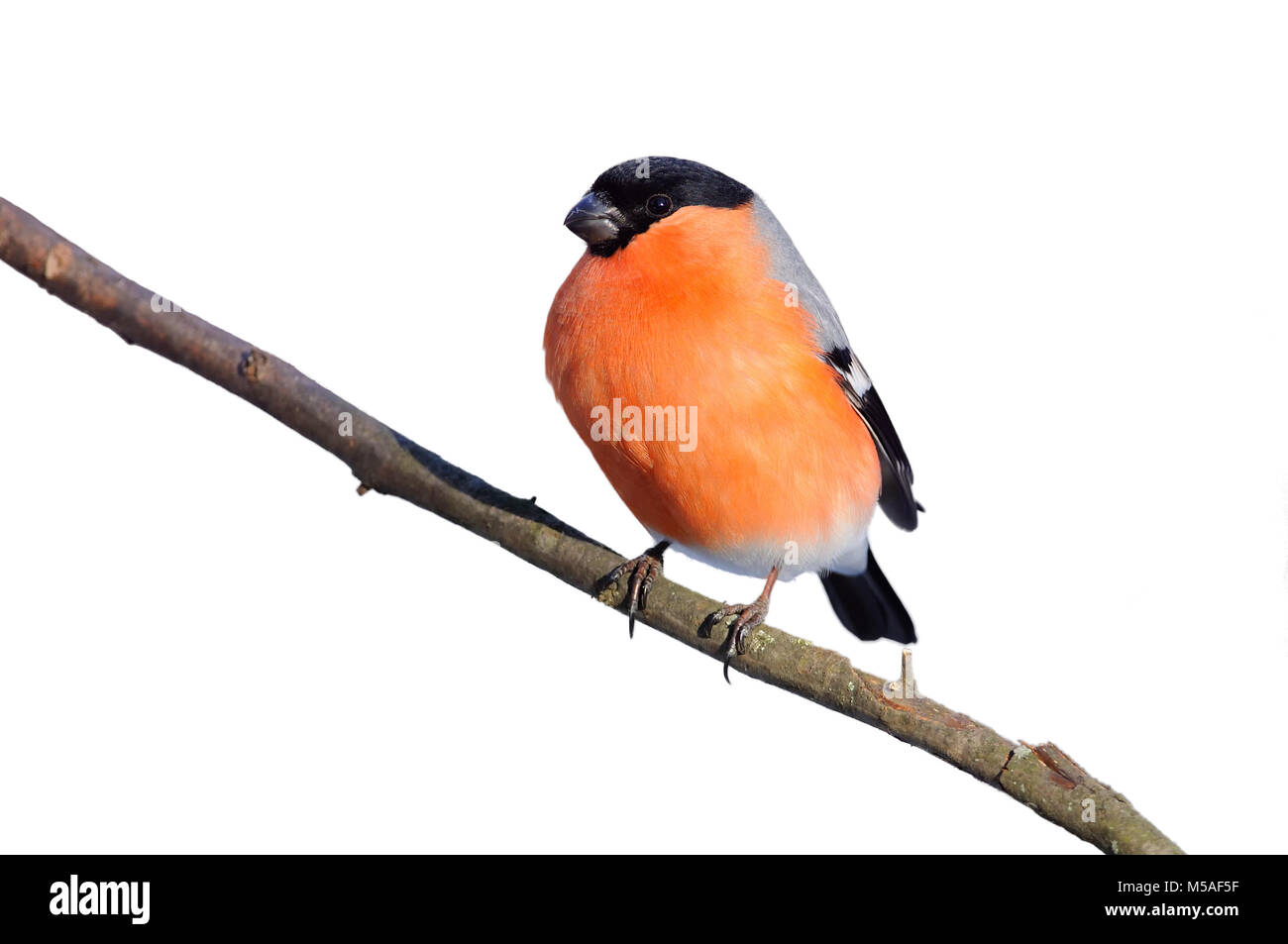 Eurasian (common) bullfinch (Pyrrhula pyrrhula) sitting on a branch ...