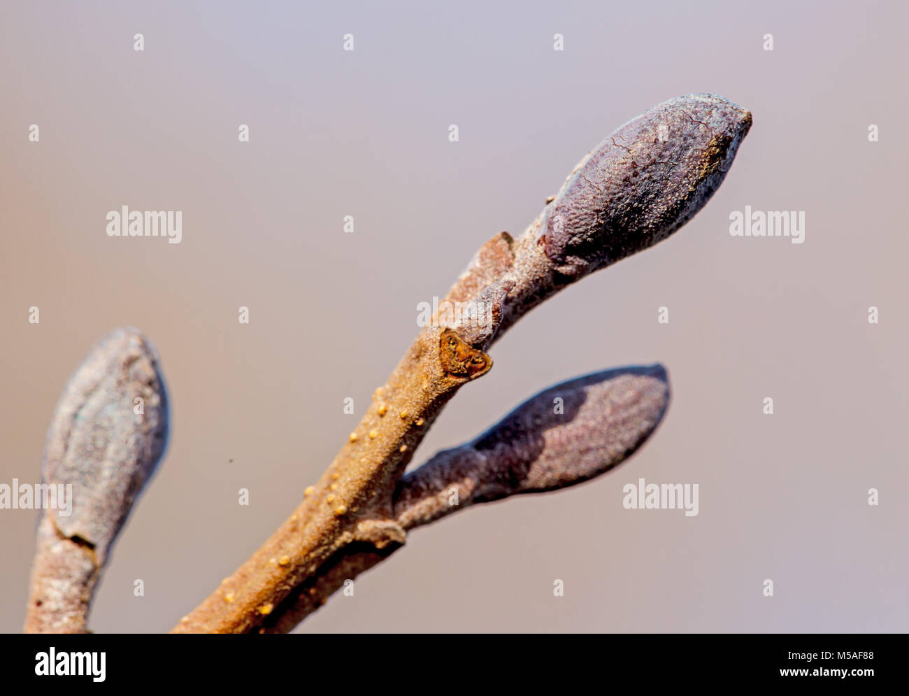 Spring buds waiting for the warmth to break Stock Photo - Alamy