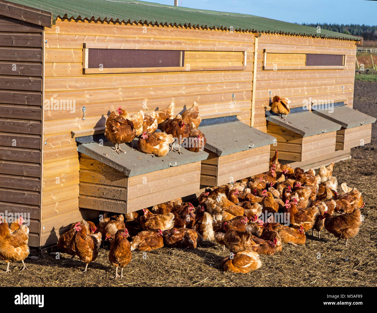 A flock hens perched on and around the hen house in the evening sun ...