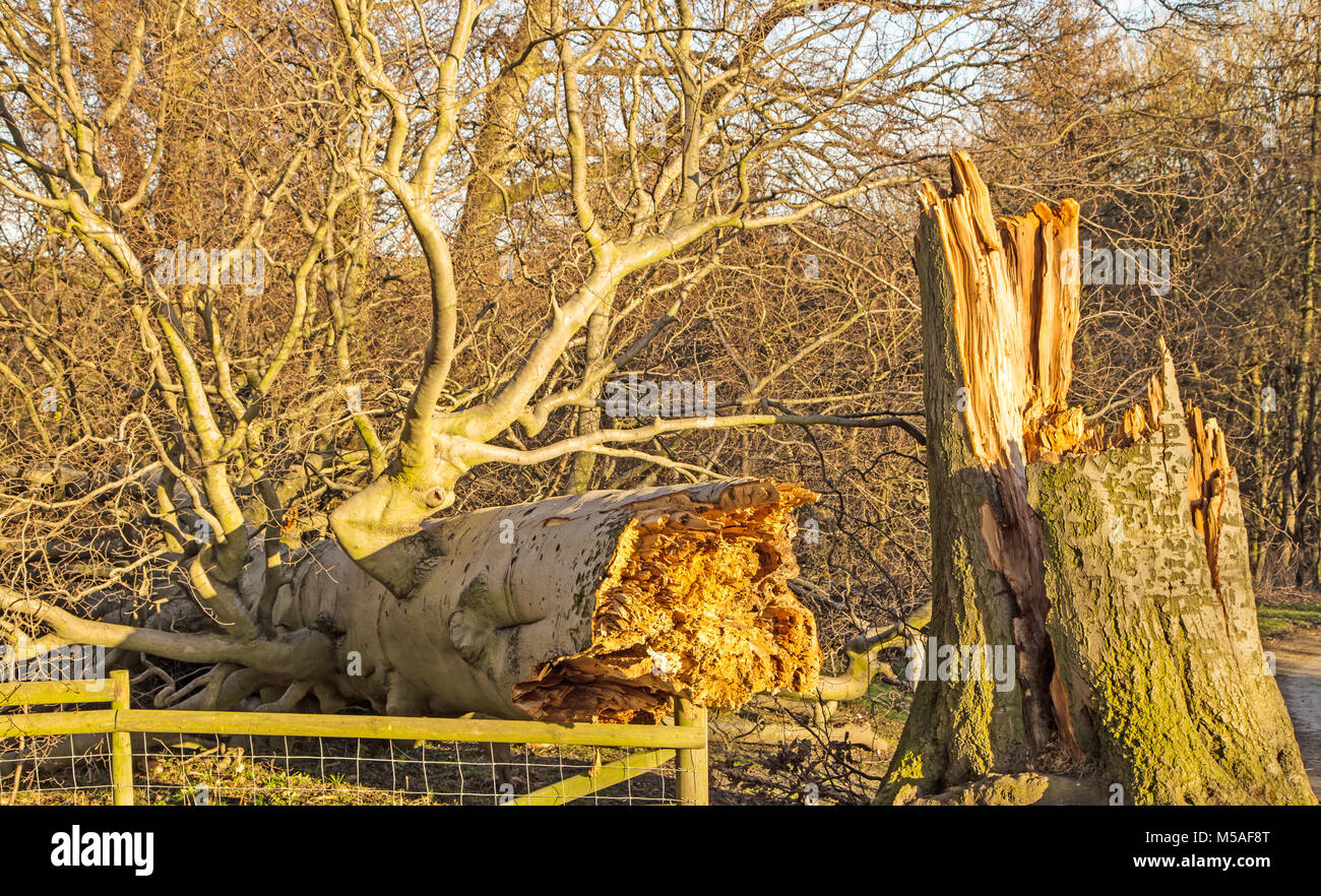 A tree fallen across a fence after a storm Stock Photo - Alamy