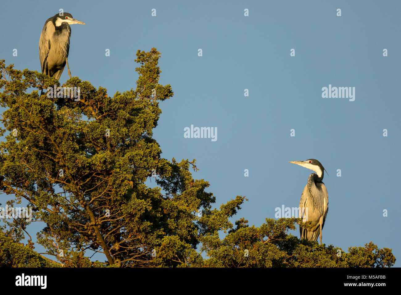 Two blue birds tree hi-res stock photography and images - Alamy