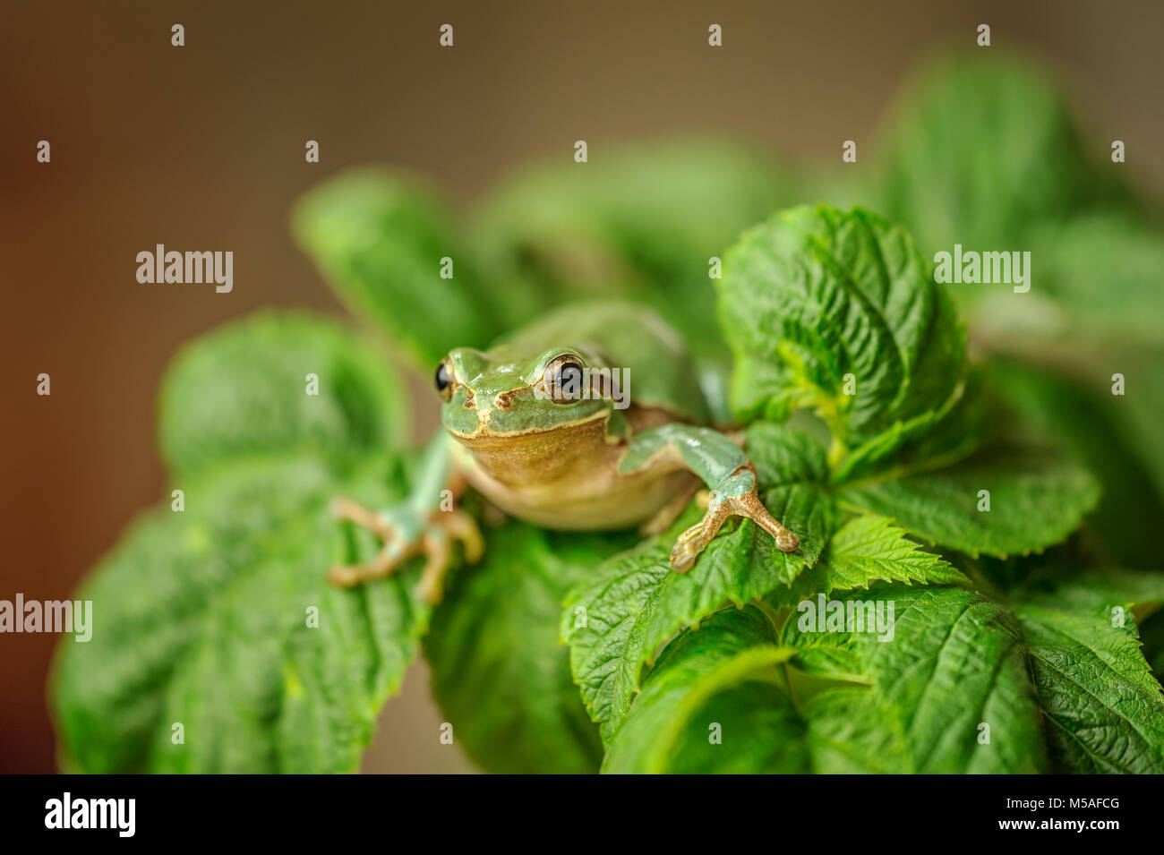 European tree frog between green leaves Stock Photo - Alamy