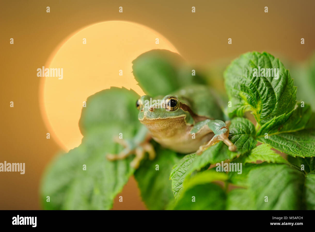 Frog in sun hi-res stock photography and images - Alamy