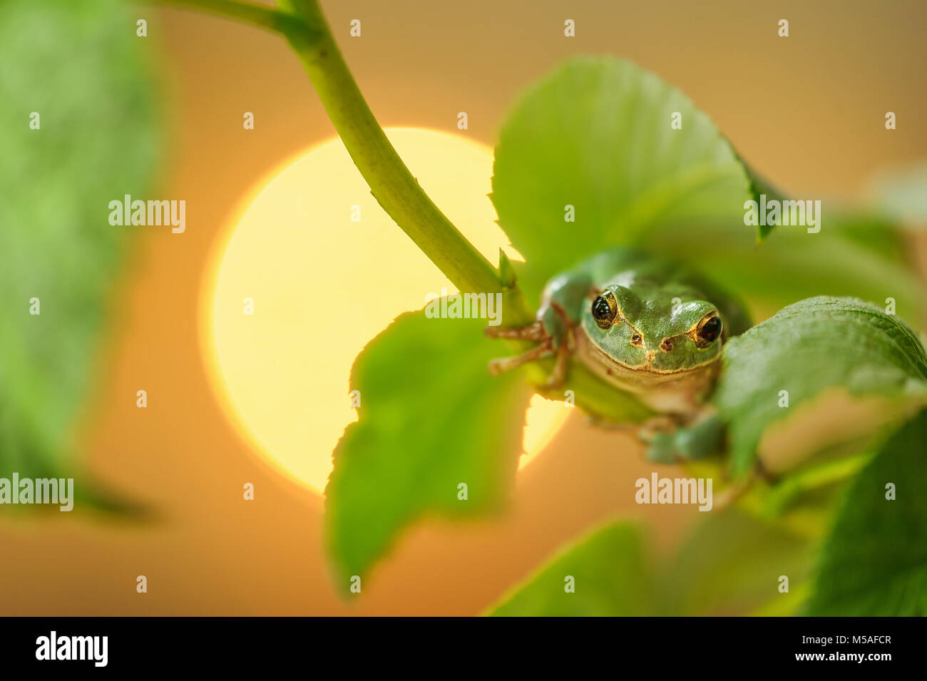 Frog in sun hi-res stock photography and images - Alamy