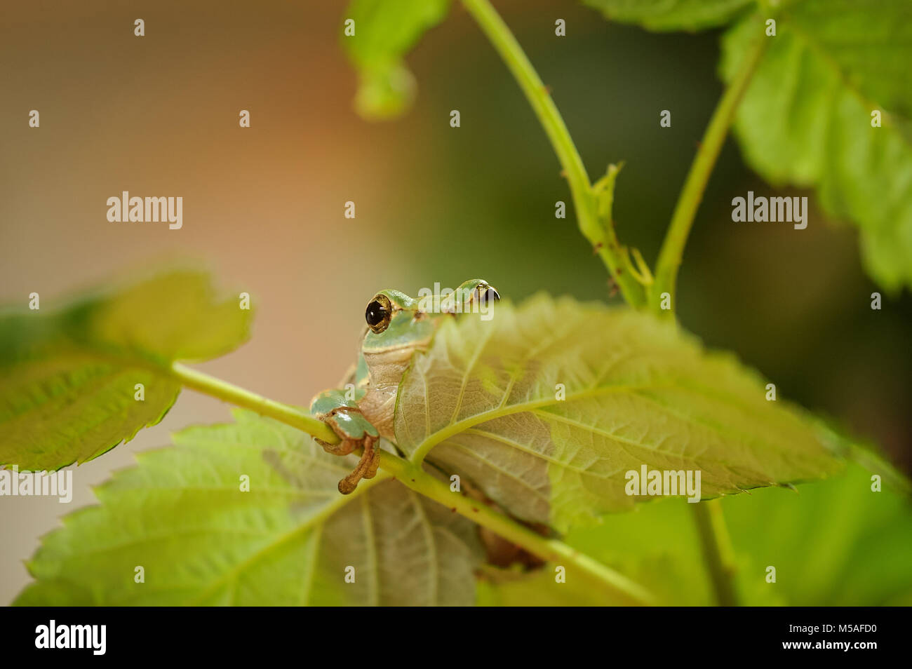 Hidden frog on stem of raspberry Stock Photo - Alamy
