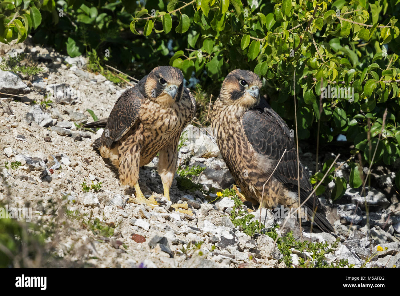 Peregrine Falcon (Falco peregrinus), juvenile sittting on the ground ...