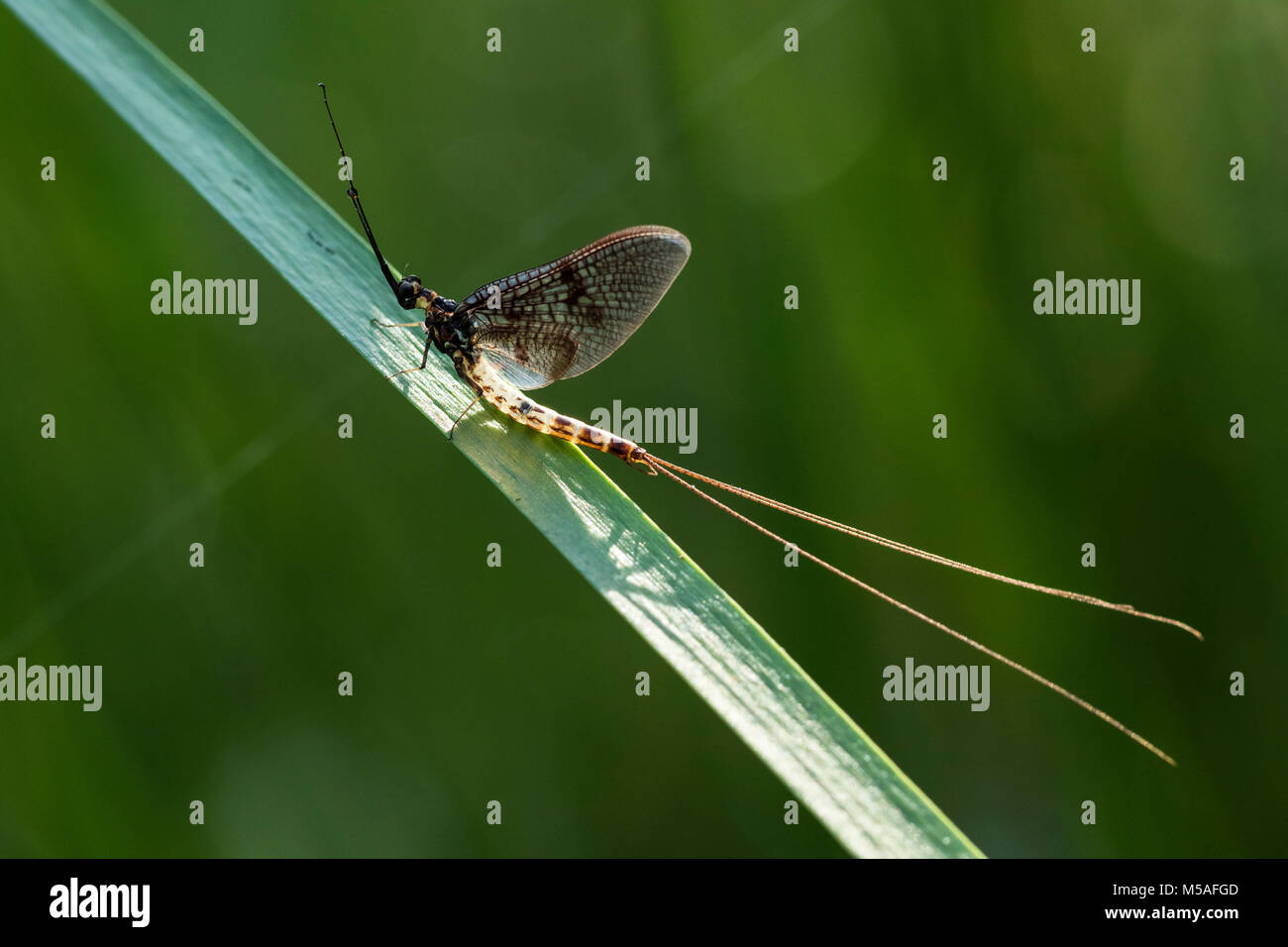 Mayfly (Ephemera danica), (Ephemeridae Stock Photo - Alamy